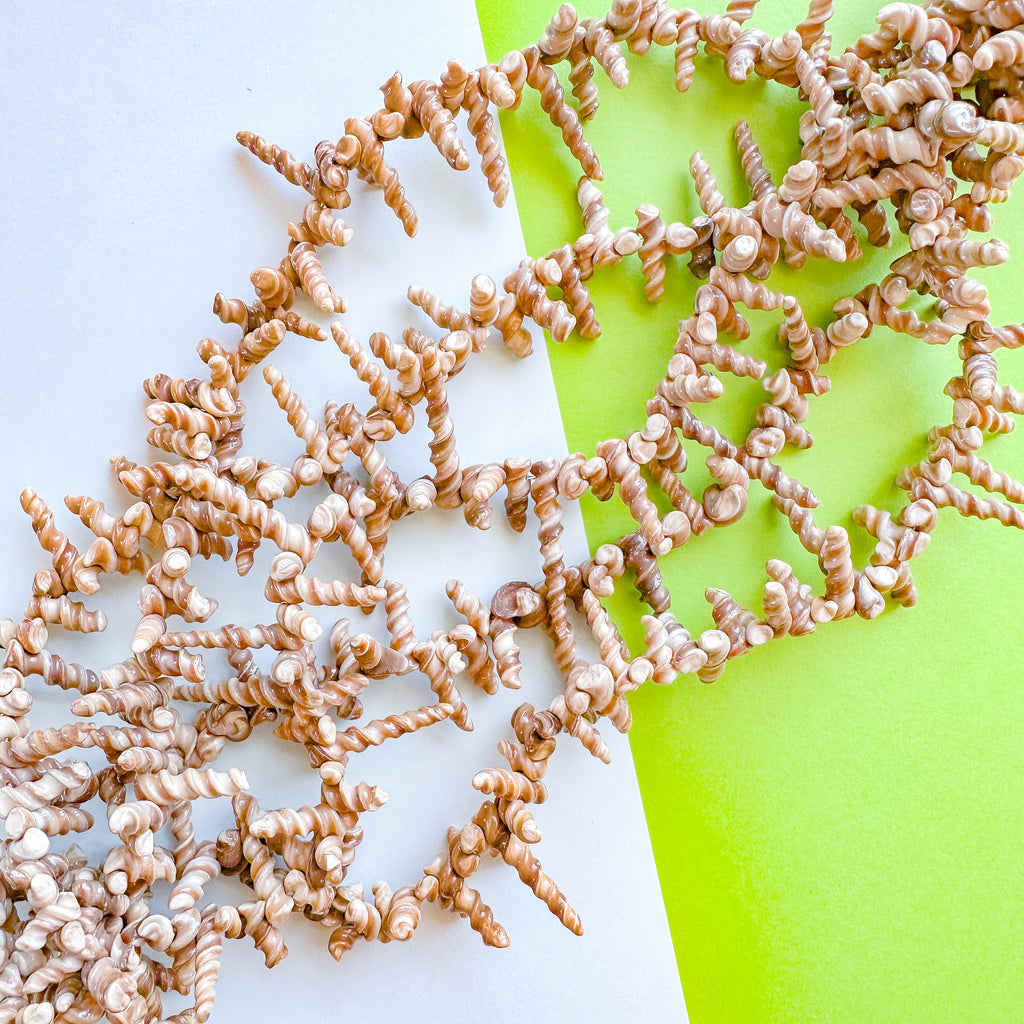 20mm Brown Swirl Unicorn Shell Strand – Beads, Inc.